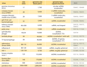 » How big are viruses?