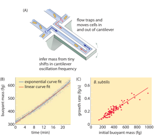 » How big is an E. coli cell and what is its mass?
