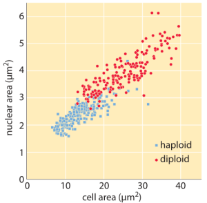 » How big are nuclei?
