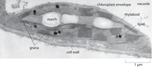» How big are chloroplasts?