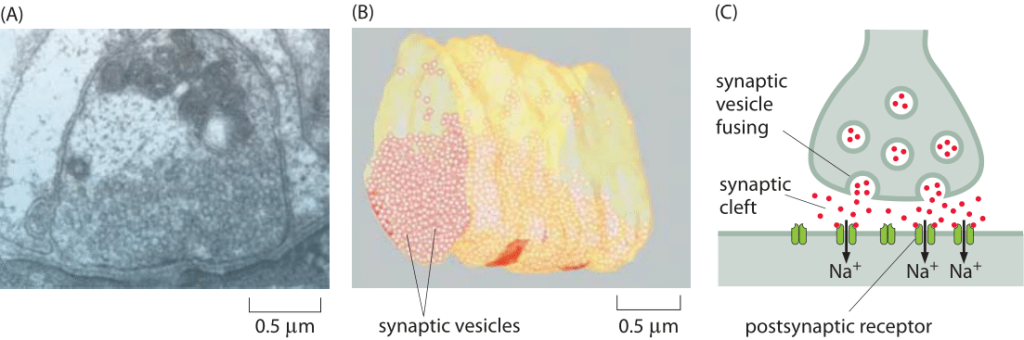 » How big is a synapse?