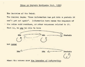 » How big are the molecular machines of the central dogma?