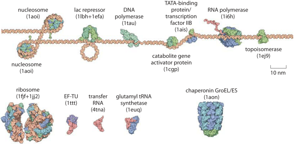 » How big are the molecular machines of the central dogma?