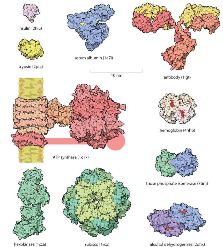 » How big is the “average” protein?