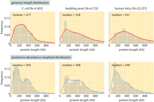 » How big is the “average” protein?