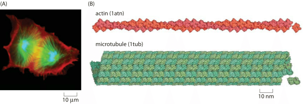 » How big are the cell’s filaments?