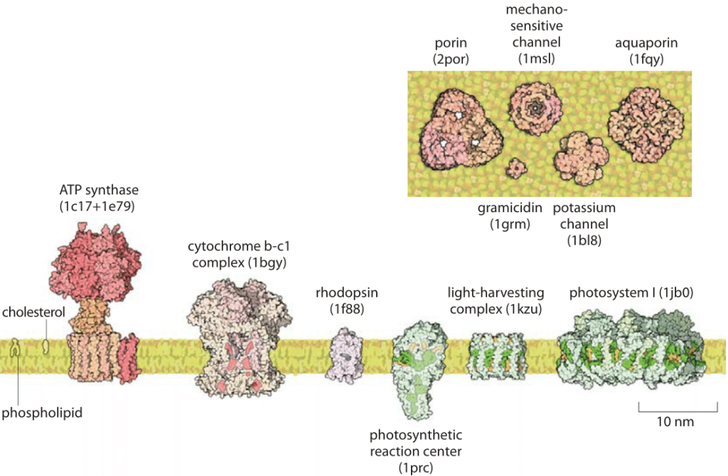 » What is the thickness of the cell membrane?