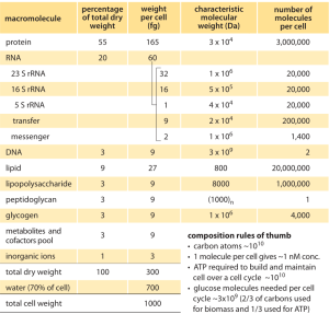 » What is the macromolecular composition of the cell?