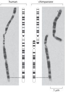 » How many chromosomes are found in different organisms?