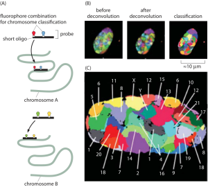 » How many chromosomes are found in different organisms?