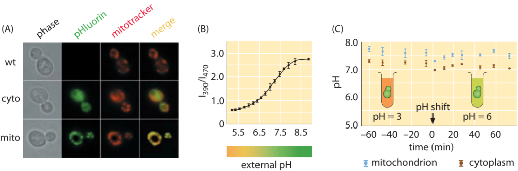 » What is the pH of a cell?