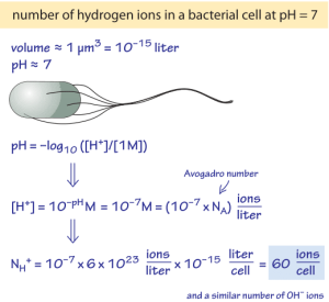 » What is the pH of a cell?