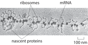 » What is the protein to mRNA ratio?