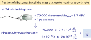» How many ribosomes are in a cell?