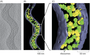 » How many ribosomes are in a cell?