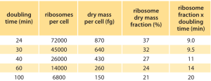 » How many ribosomes are in a cell?