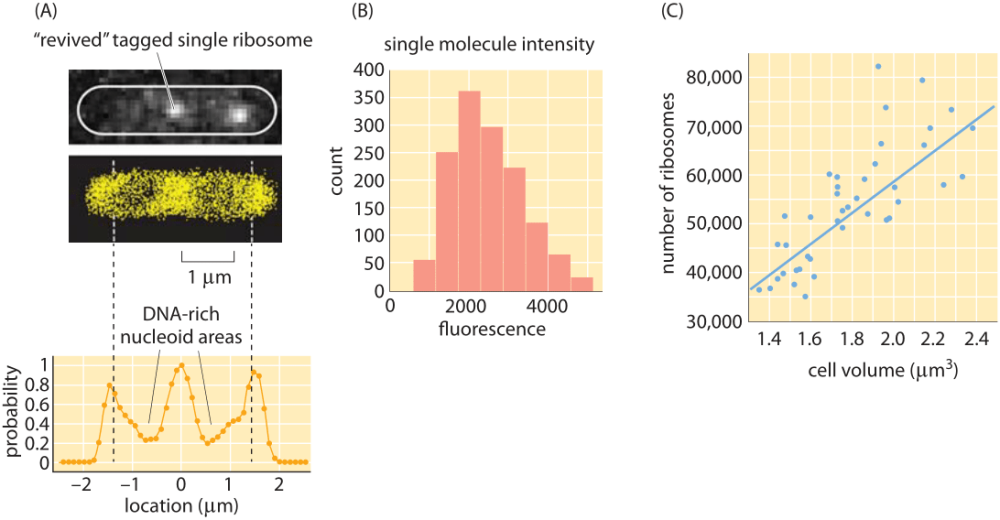 » How many ribosomes are in a cell?
