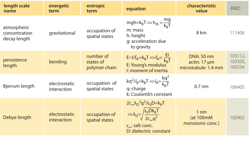 » What is the thermal energy scale and how is it relevant to biology?