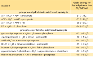 » What is the energy in transfer of a phosphate group?