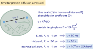 » What are the time scales for diffusion in cells?