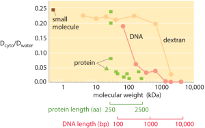 » What are the time scales for diffusion in cells?
