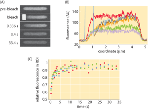 » What are the time scales for diffusion in cells?