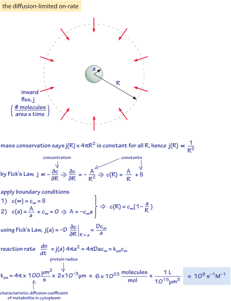 » How many reactions do enzymes carry out each second?