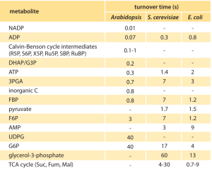 » What is the turnover time of metabolites?