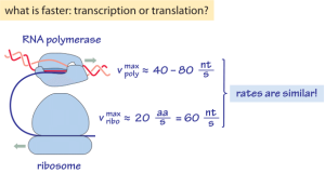 » What is faster, transcription or translation?