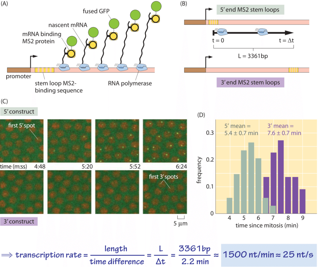» What is faster, transcription or translation?