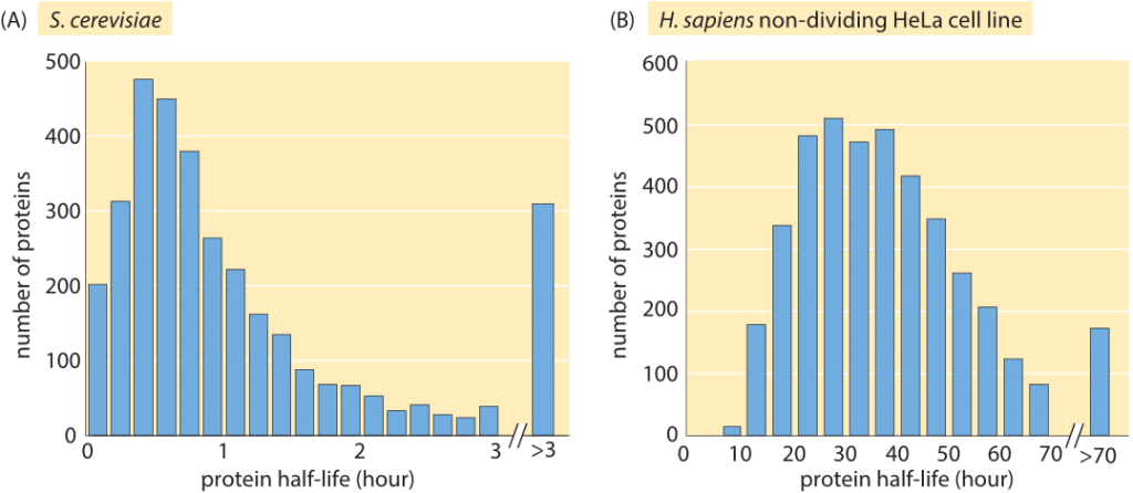 » How fast do RNAs and proteins degrade?