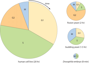 » How long do the different stages of the cell cycle take?