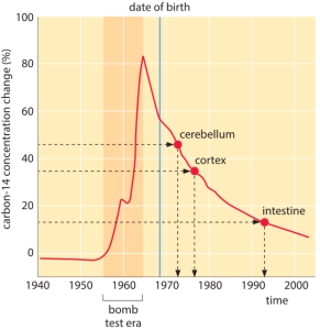 » How quickly do different cells in the body replace themselves?