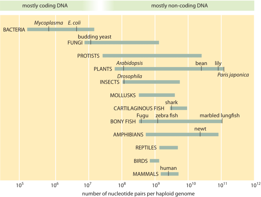» How big are genomes?