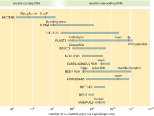 » How big are genomes?