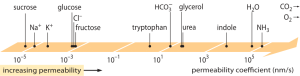 » What is the permeability of the cell membrane?